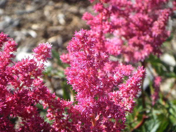 Pink Astilbe (or False Spiraea) | Project Noah