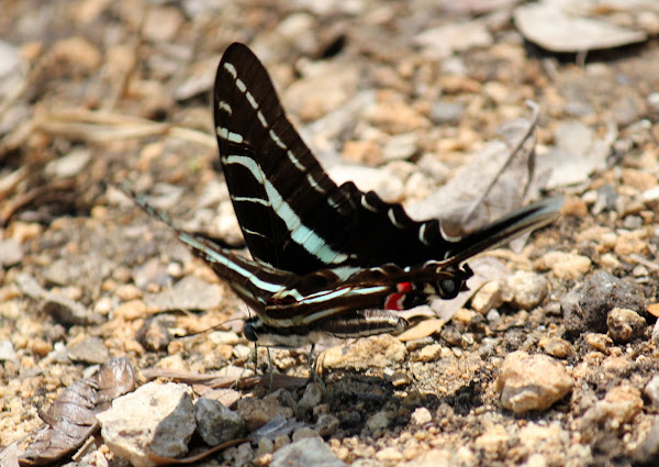 Mexican Dark Kite | Project Noah