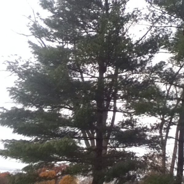 White pine | Project Noah