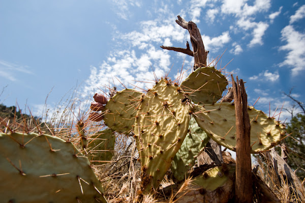Prickly Pear Cactus | Project Noah