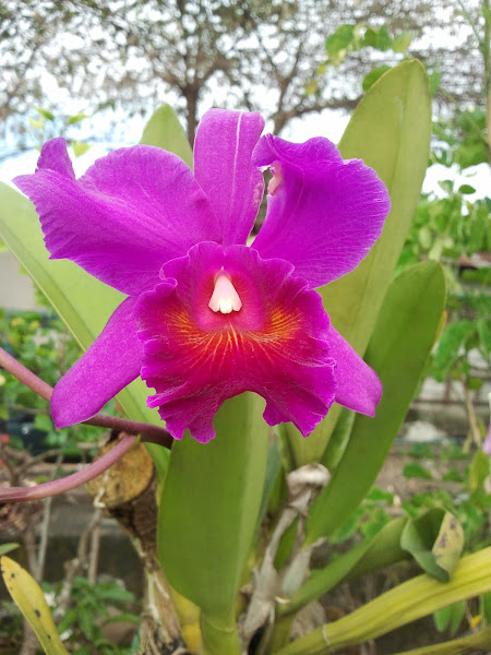 Catleya Orchid | Project Noah