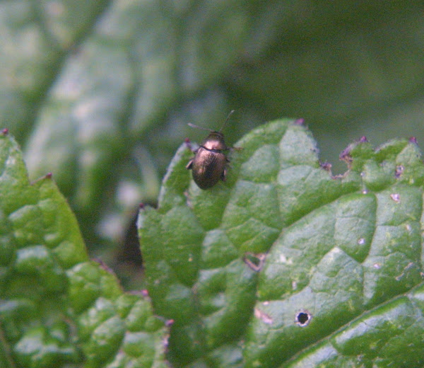Northern Plantain Flea Beetle | Project Noah