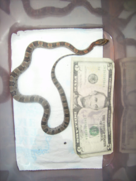 Corn snake | Project Noah