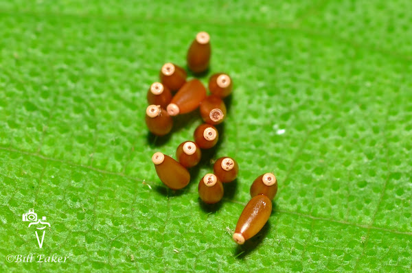 Assassin Bug Eggs | Project Noah