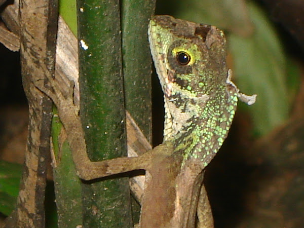 Sri Lanka Kangaroo Lizard | Project Noah