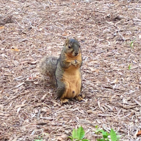Eastern Fox Squirrel | Project Noah
