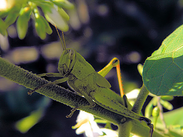 Javanese grasshopper late stage nymph | Project Noah