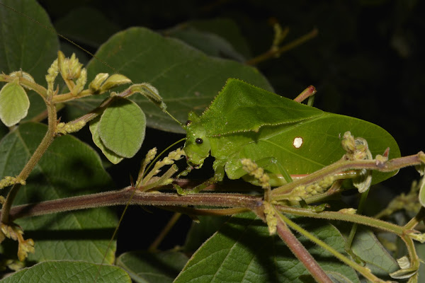 Leaf Katydid | Project Noah