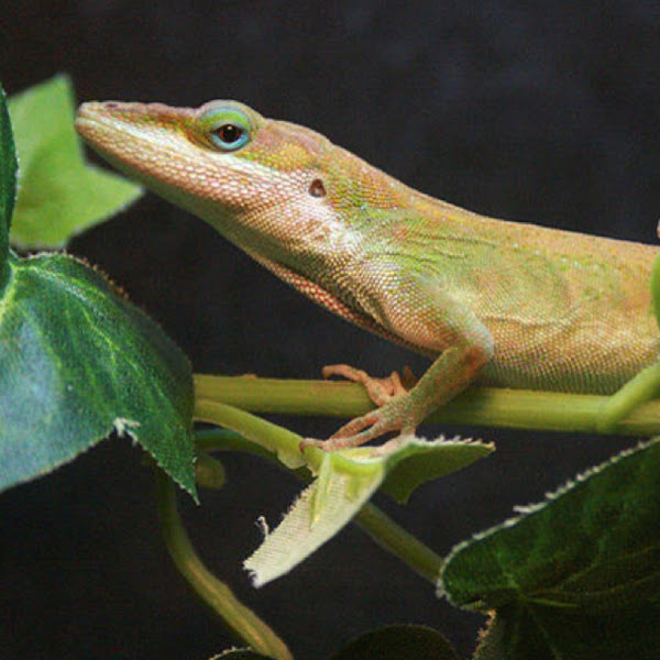 Carolina Anole | Project Noah