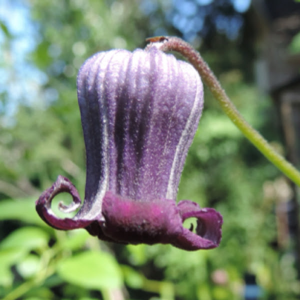 Purple clematis, Purple leatherflower, Leatherflower, Bluebill | Project Noah