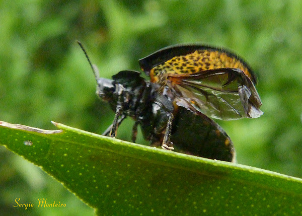 Tortoise beetle | Project Noah