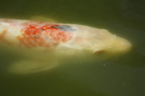 Carpa Koi / Common Carp | Project Noah