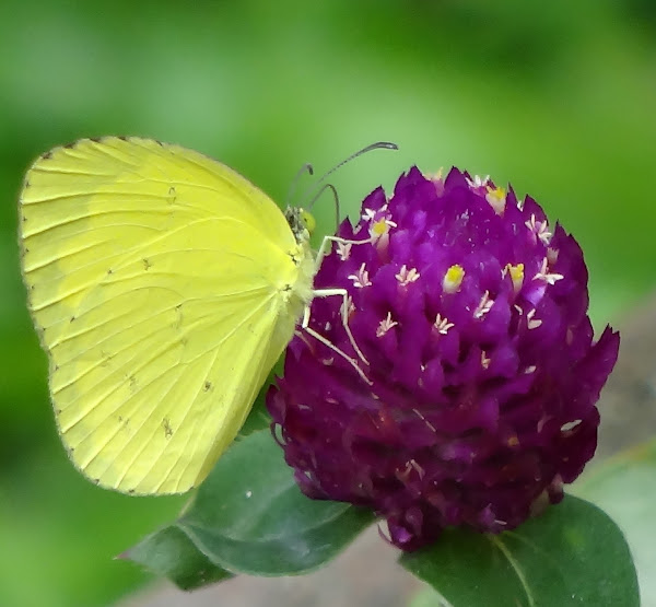 One-spot Grass Yellow | Project Noah