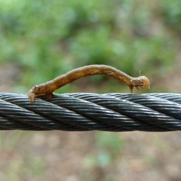 Inchworm Caterpillar | Project Noah