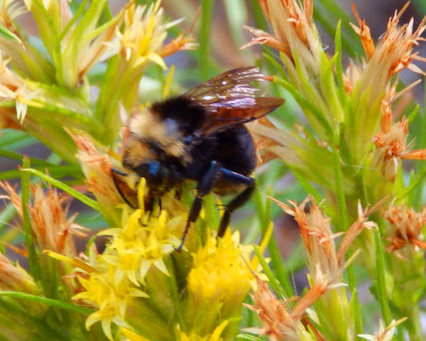 Yellow-faced bumblebee | Project Noah