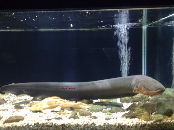Electric Eel & Albino Pleco | Project Noah