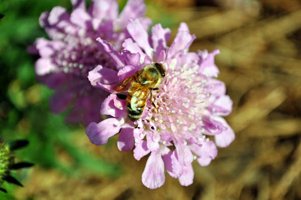 Honey bee | Project Noah