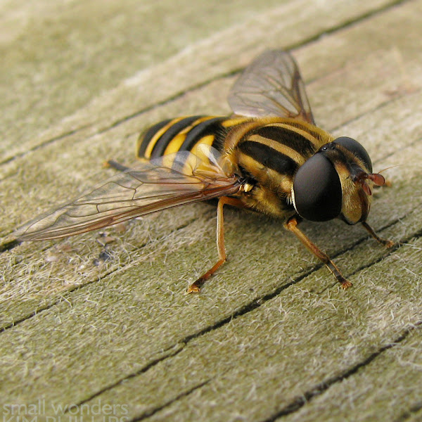 Syrphid Fly - female | Project Noah