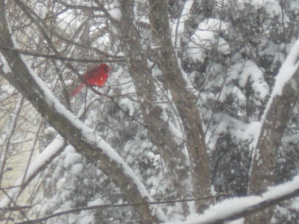 Cardinal | Project Noah