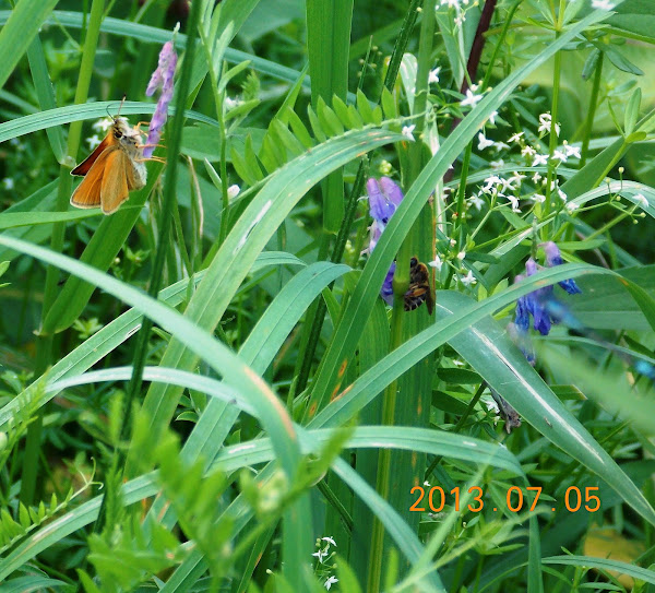 European Skipper | Project Noah