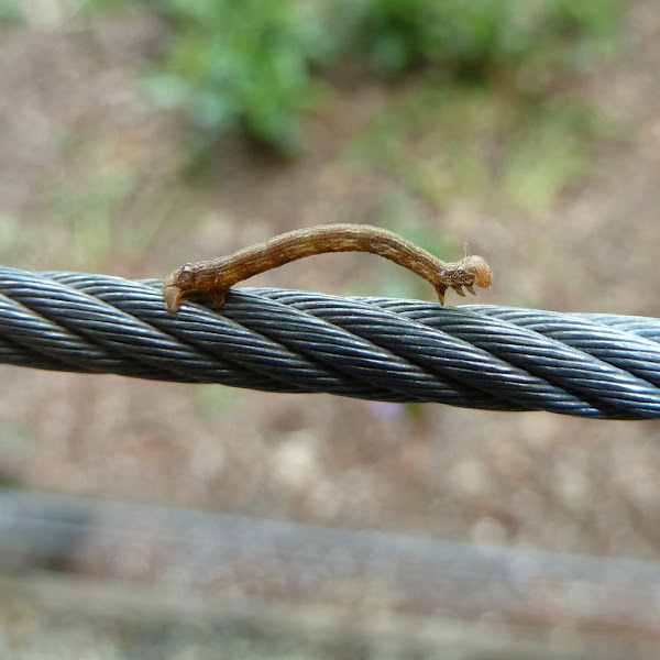 Inchworm Caterpillar | Project Noah