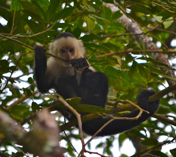White-Headed Capuchin Monkey | Project Noah