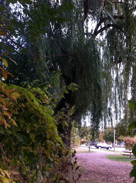 Weeping Willow Tree | Project Noah