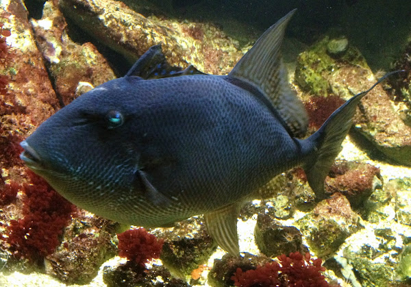Grey Triggerfish | Project Noah