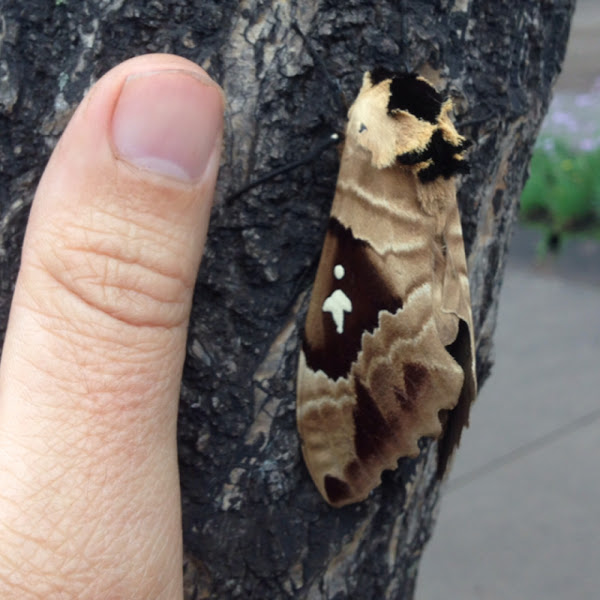 Arrow Sphinx | Project Noah