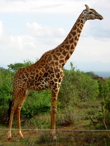 Masai Giraffe | Project Noah