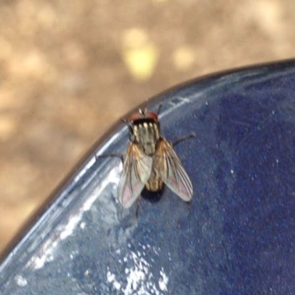 Housefly | Project Noah