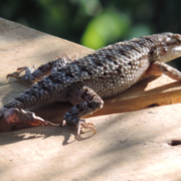 Texas Spiny Lizard | Project Noah