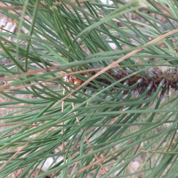 Red pine | Project Noah