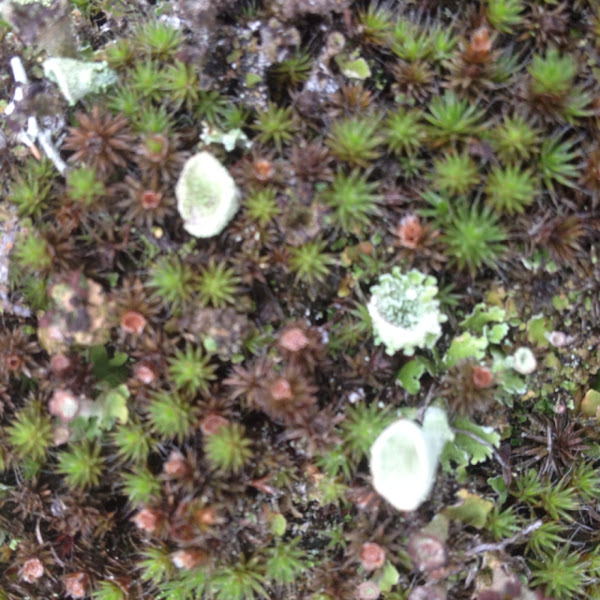 Pixie cup lichen | Project Noah