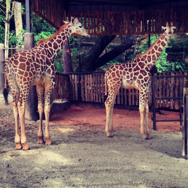 Giraffe | Project Noah