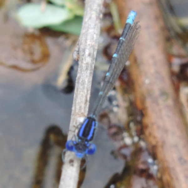 Blue-ringed Dancer | Project Noah