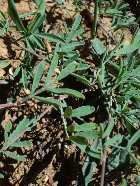 White Prairie Clover | Project Noah