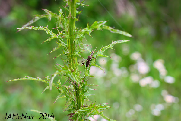 Leaf-footed Bug | Project Noah