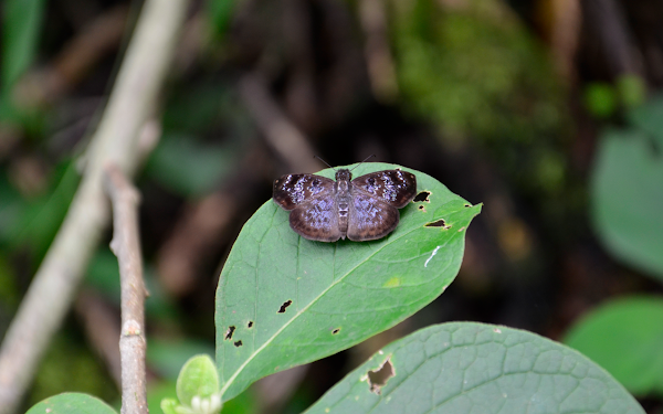 Blue studded skipper | Project Noah