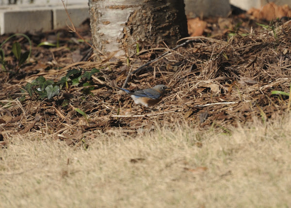Eastern Bluebird | Project Noah
