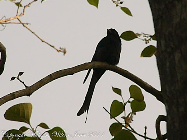 Ashy Drongo | Project Noah