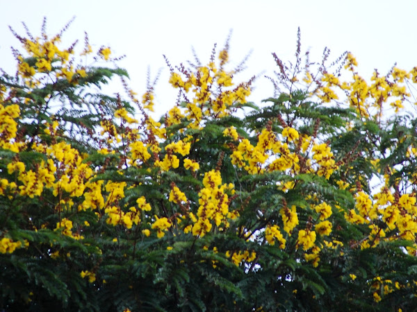 पीला गुलमोहर Yellow Flame Tree | Project Noah