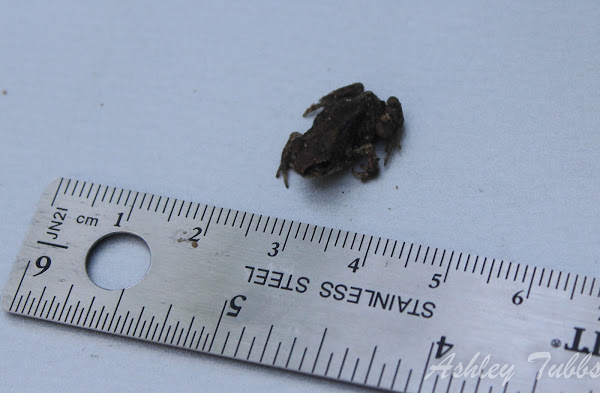Toadlet | Project Noah
