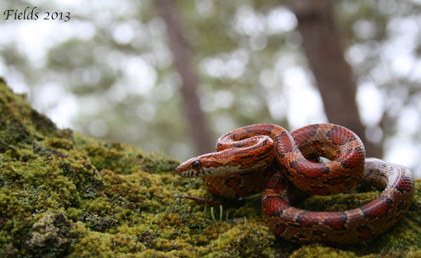 Corn Snake | Project Noah