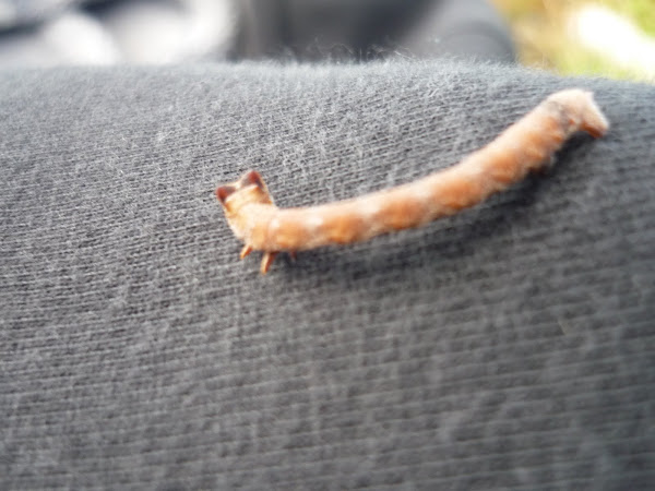 Inchworm | Project Noah