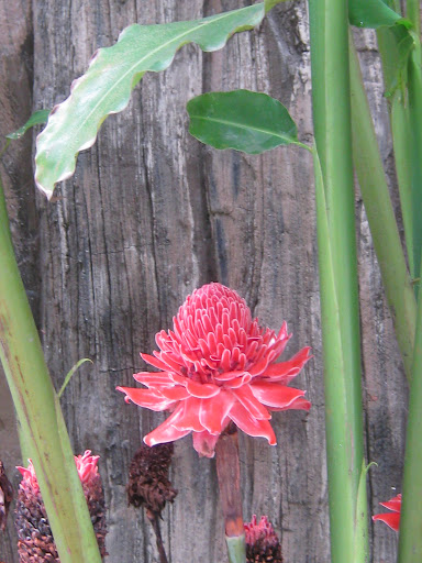 Torch Ginger | Project Noah