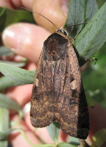 Large Yellow Underwing | Project Noah