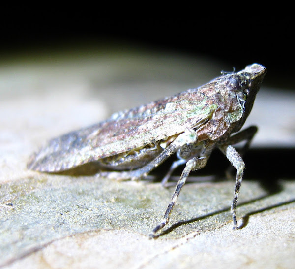 Cicada ? | Project Noah