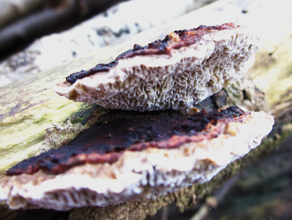 Blushing Bracket | Project Noah