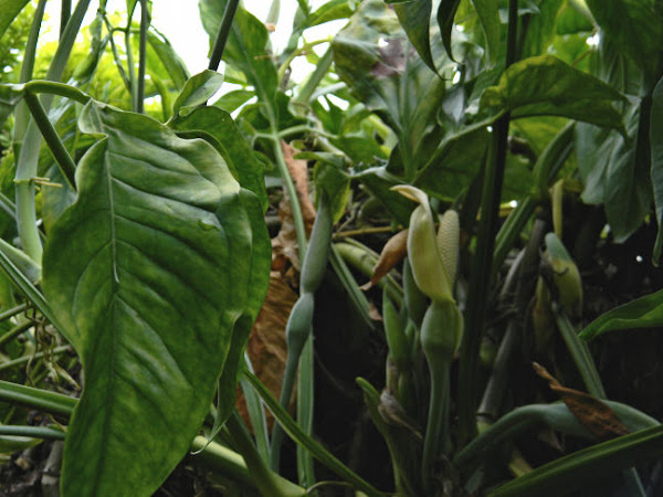 arrowhead (plant/vine), goosefoot, nephthytis | Project Noah